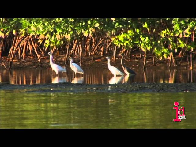 World Wetlands Day- Let's take a look at the Caroni Swamp