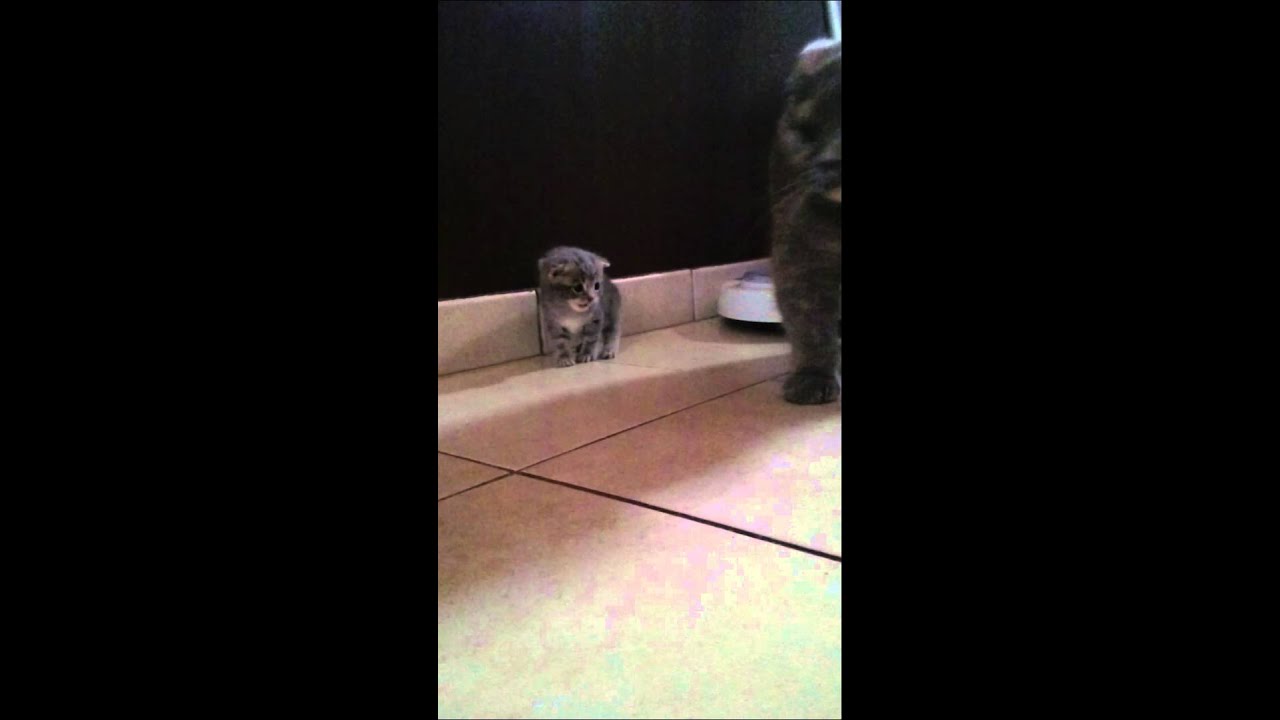 Les aventures de zizi et zezette(290) - YouTube