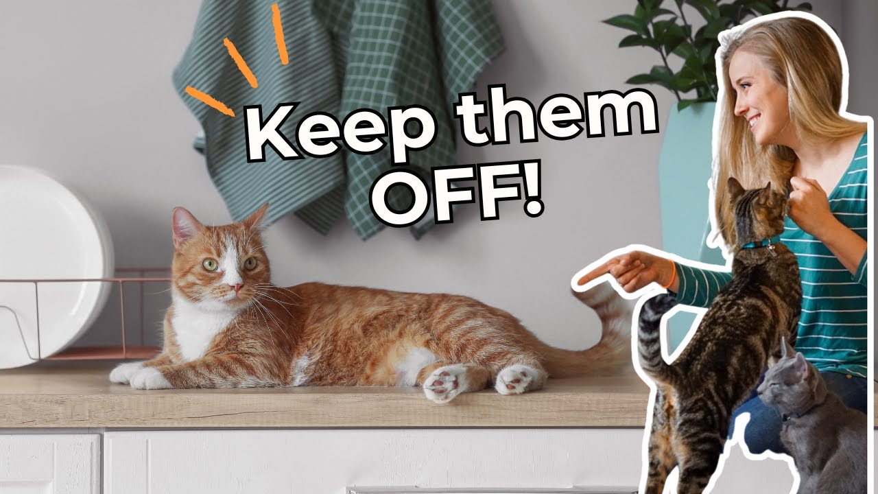 How to keep your Cat OFF of the Counter - Super Effective Tips! - YouTube