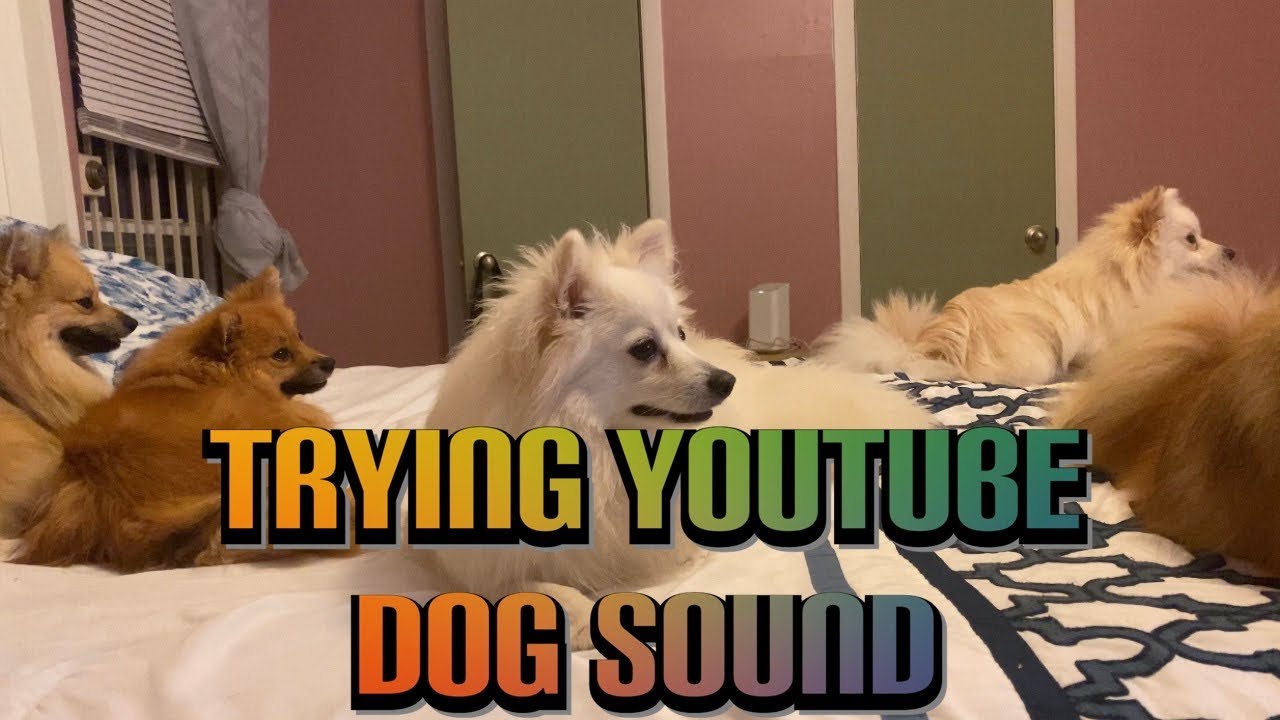 Pomeranian Dogs try youtube dog sound to tilt head while watching TV ...