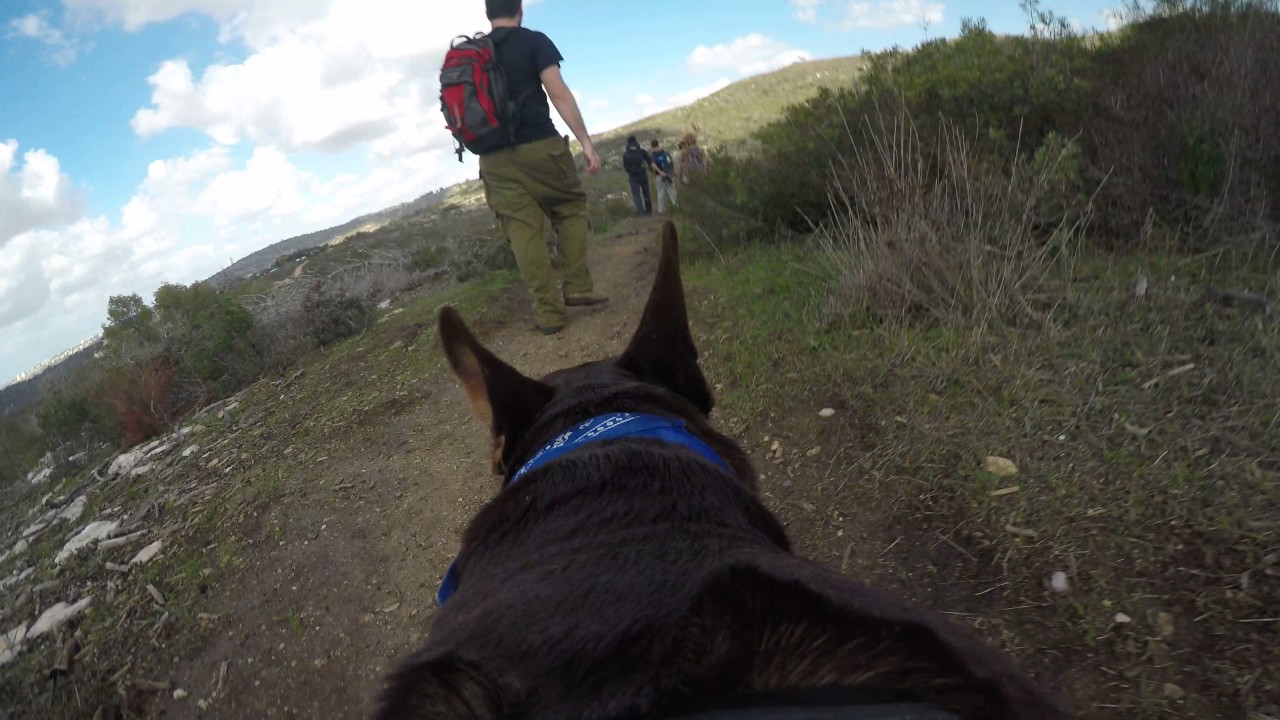 gopro on dog - YouTube