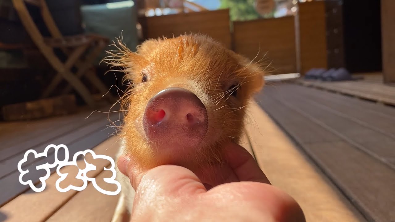 pigちゃん紹介動画 〜ギズモ Gizmo〜 - YouTube