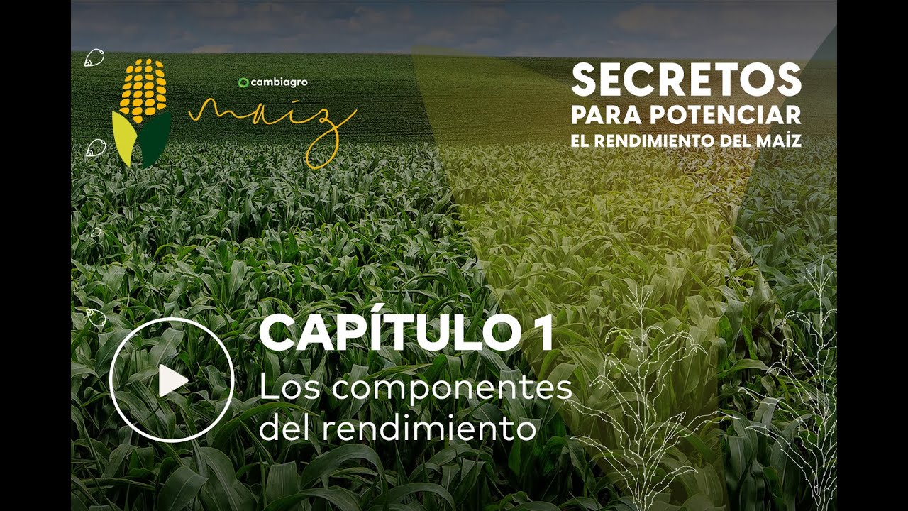Cuáles son los 𝟒 𝐜𝐨𝐦𝐩𝐨𝐧𝐞𝐧𝐭𝐞𝐬 𝐝𝐞𝐥 𝐫𝐞𝐧𝐝𝐢𝐦𝐢𝐞𝐧𝐭𝐨 del maíz - YouTube