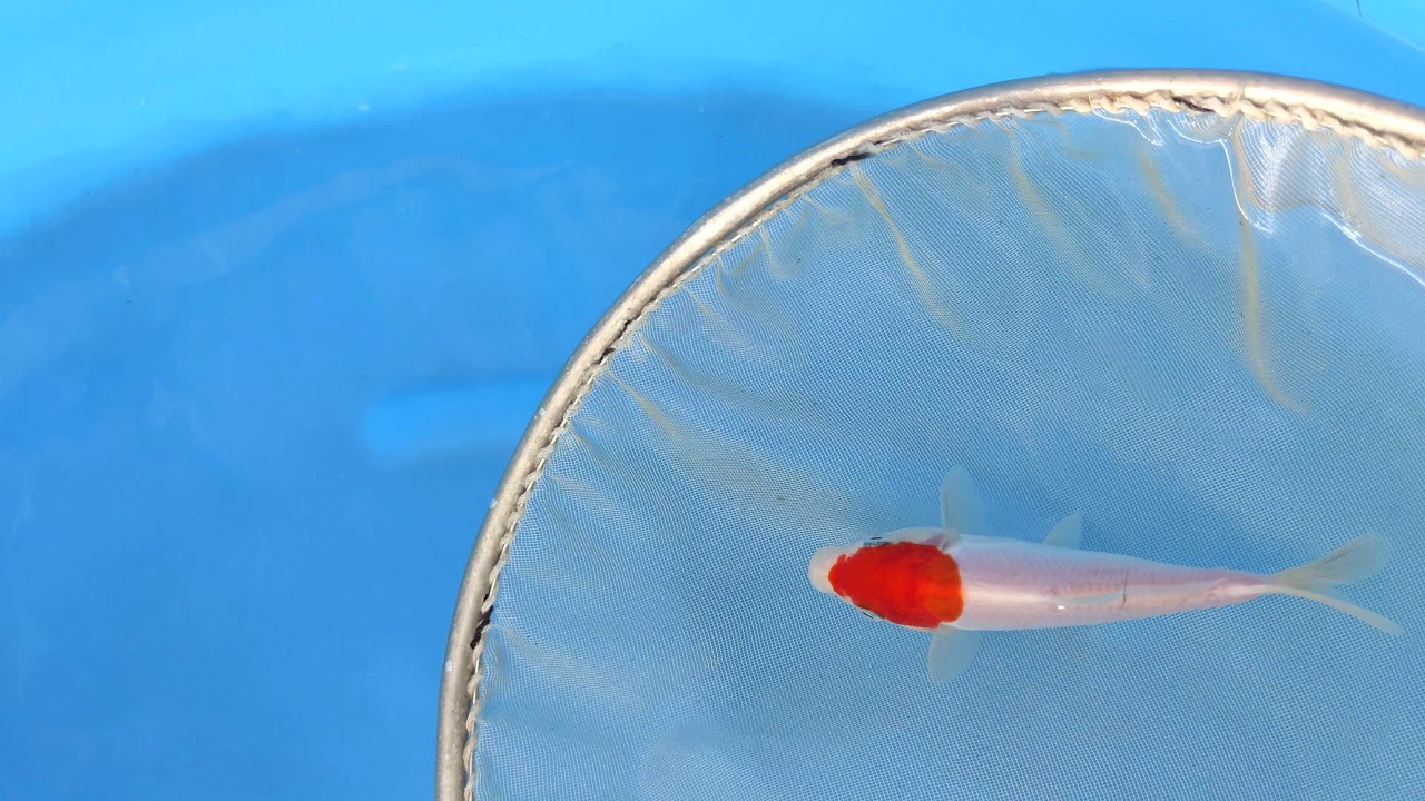 11734 Doitsu Tancho Kohaku Tosai Maruhide Koi Farm - YouTube