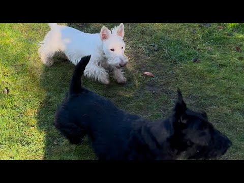 Scottish terriers ‘helping’ in garden - YouTube