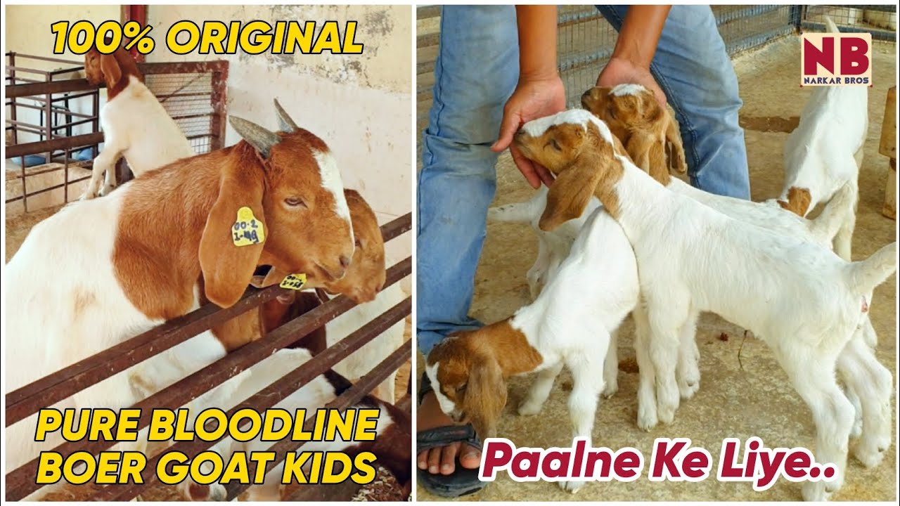 100% Pure Bloodline Boer Goat Kids | Paalne ke Boer Bakre #bakra # ...