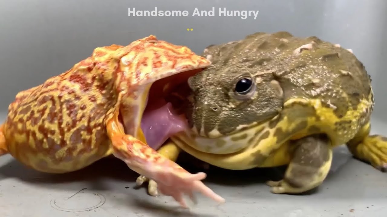 Big Punch Pacman Frog African Bullfrog 🐸 (Frog And Toad) - YouTube