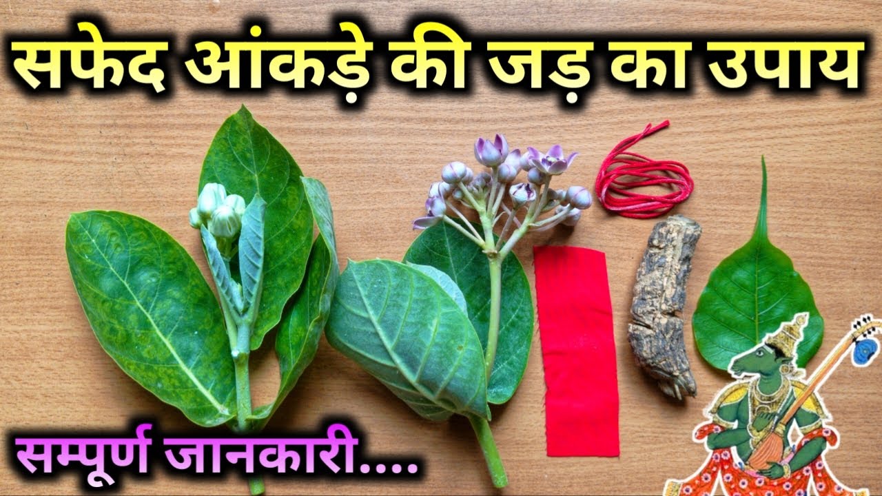 safed aankade ki jad kaisi hoti hai संतान प्राप्ति का उपाय प्रदीप ...