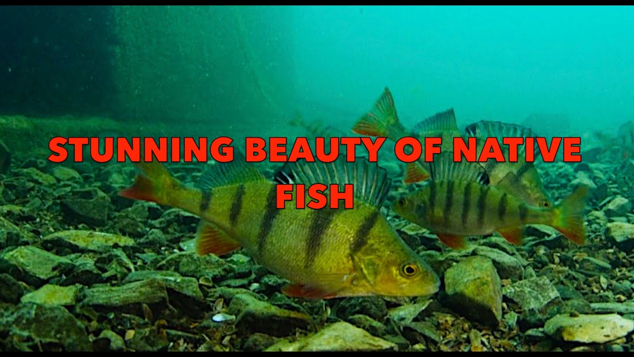 Stunning beauty of native fish - YouTube