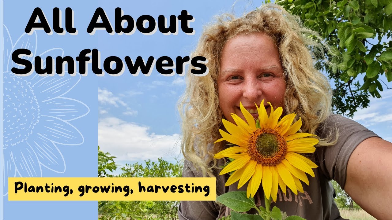 All About Sunflowers - YouTube