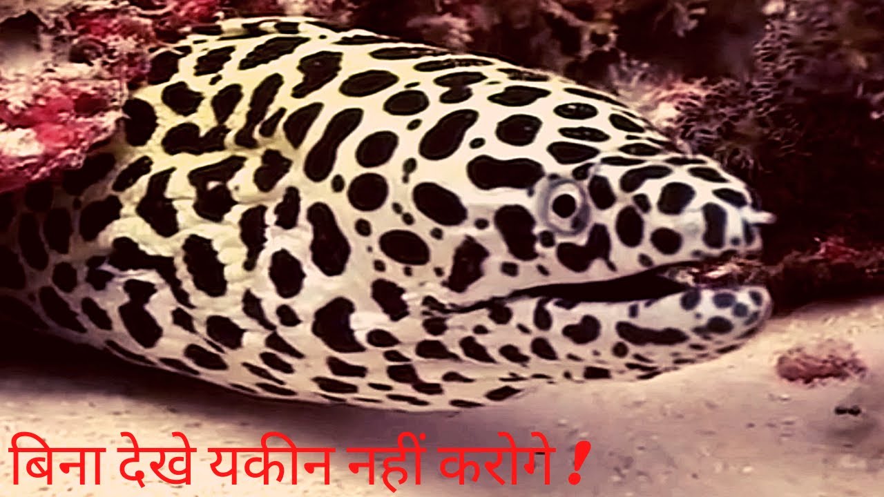 10 Most Beautiful & Unique Fishes in the World 🐬 | Wonderful Creatures ...