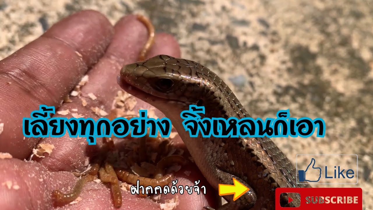 จิ้งเหลนที่บ้าน : Skink at home. Ep1 - YouTube