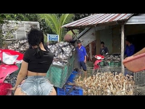 Full Video: Watch the Red View Chill Duck Leave the Boat and Head into the Fields for Food Tàu Vịt