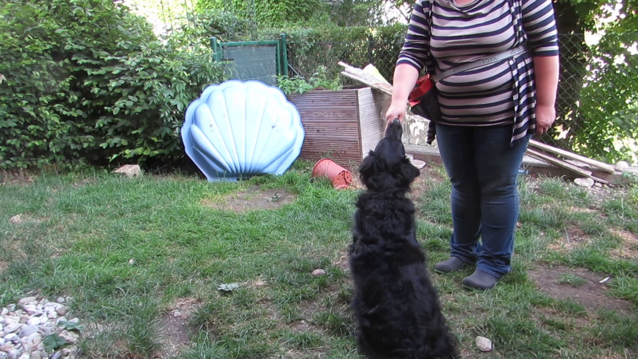 Backchaining 11 behaviors - YouTube