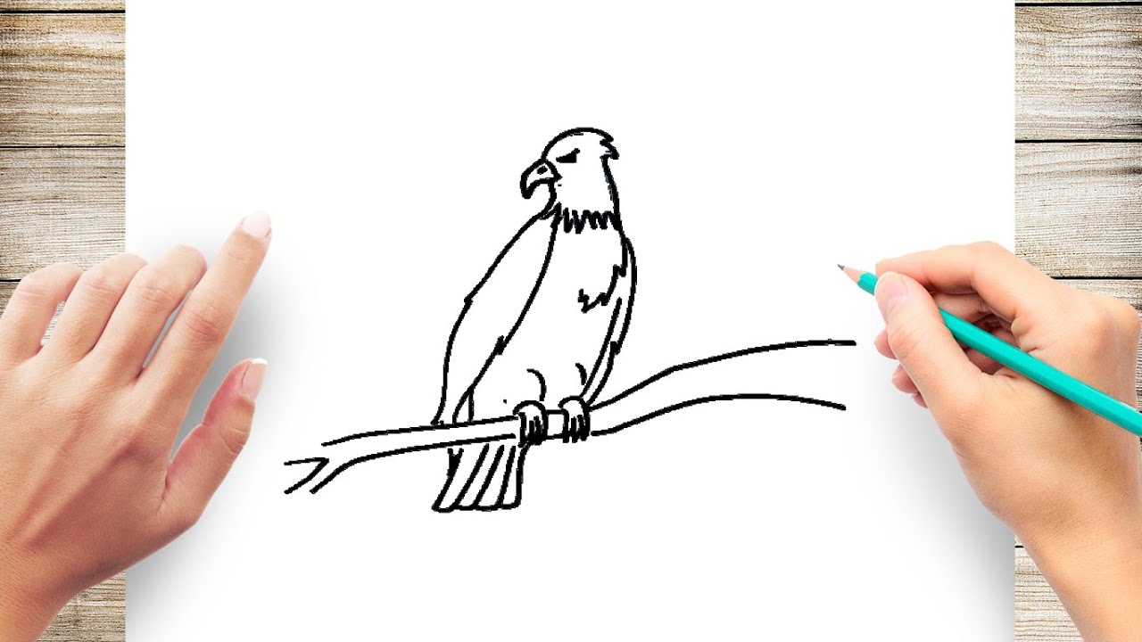 How to Draw an Sitting Eagle on a Branch Step by Step - YouTube