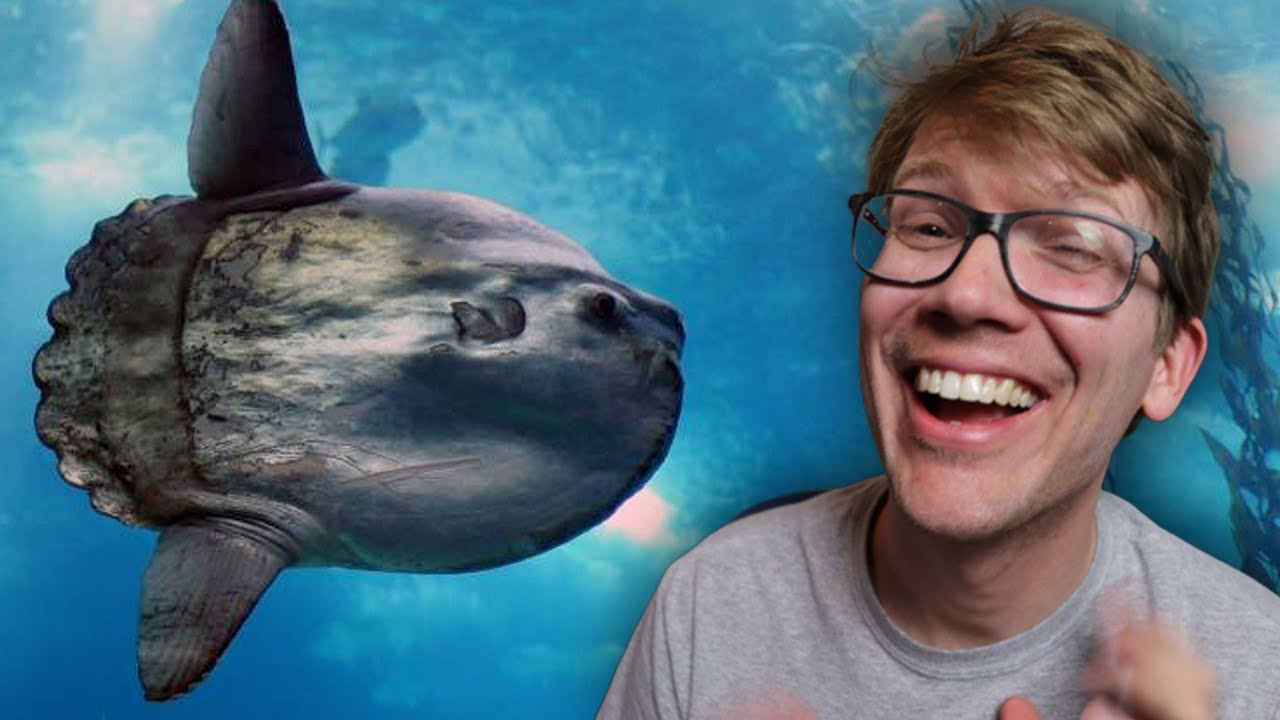 You Need to Know About This Ridiculous Fish - YouTube