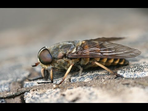 Cattle Grub - YouTube