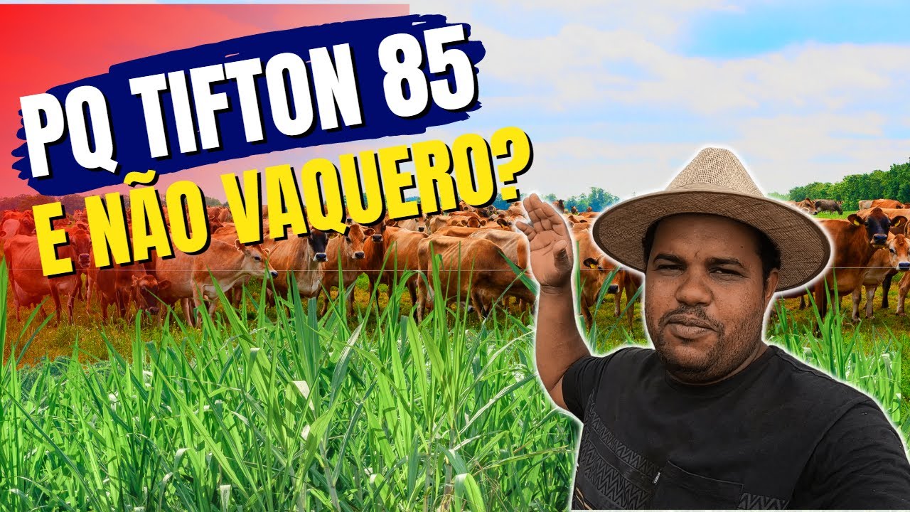 TIFTON 85 SE SAIU MELHOR EM SEQUEIRO | E o vaquero??? - YouTube