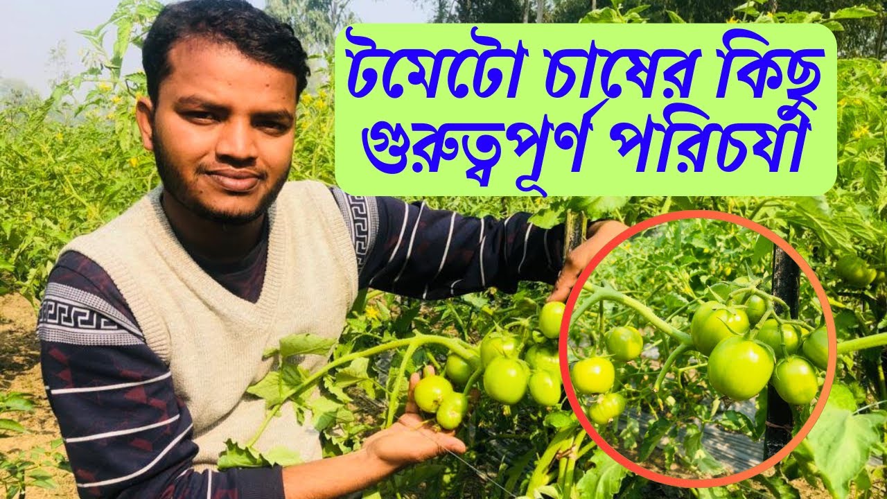 টমেটো চাষ । টমেটো চাষে কি কি কিটনাশক ব্যবহার করবেন? tomato chas a to z ...