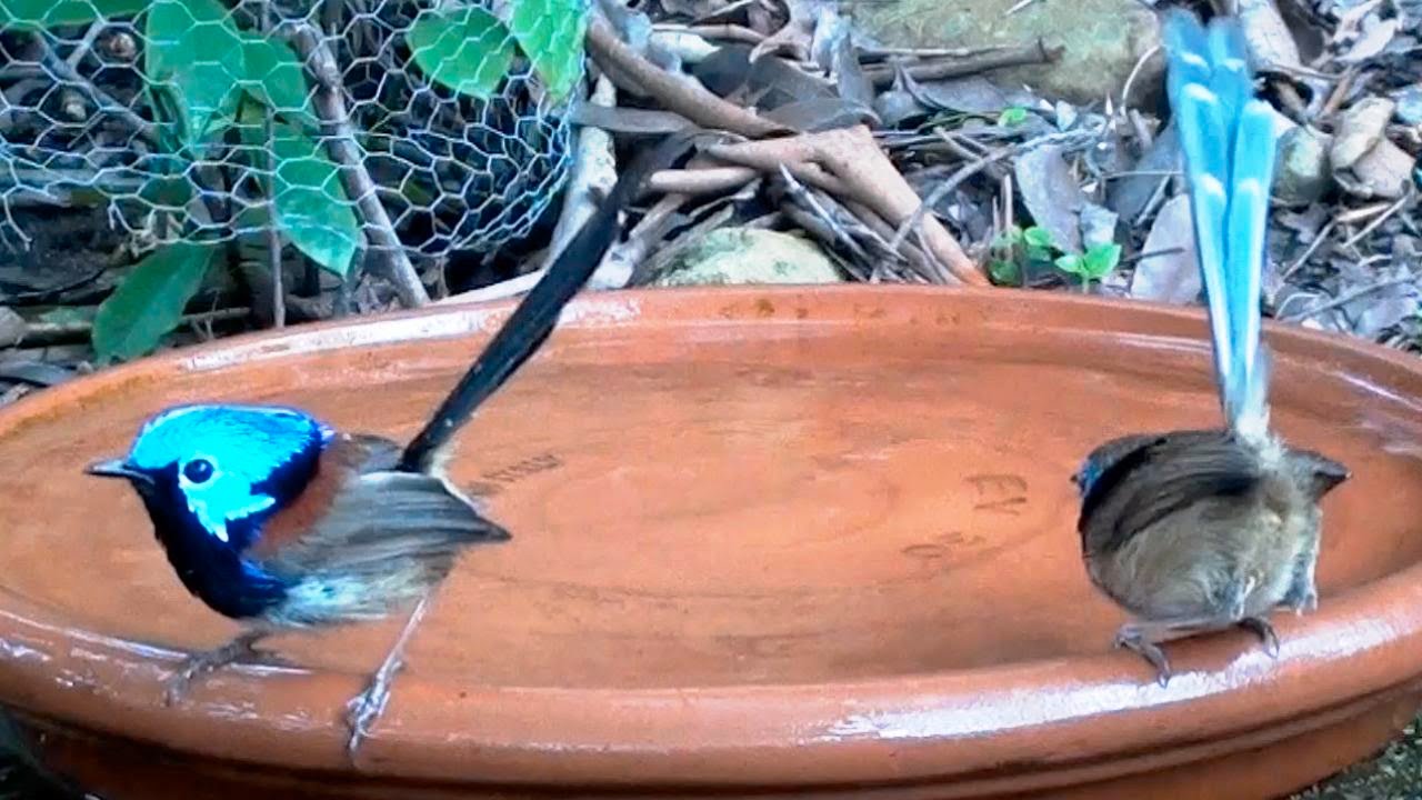 Double Blue - Pair of Variegated Fairy-wrens sharing a bath - YouTube