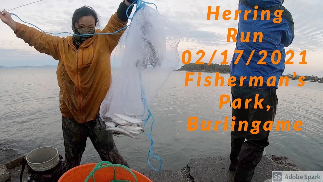 【Herring 2021】Herring run at Fisherman's park Burlingame 02/17/2021 ...