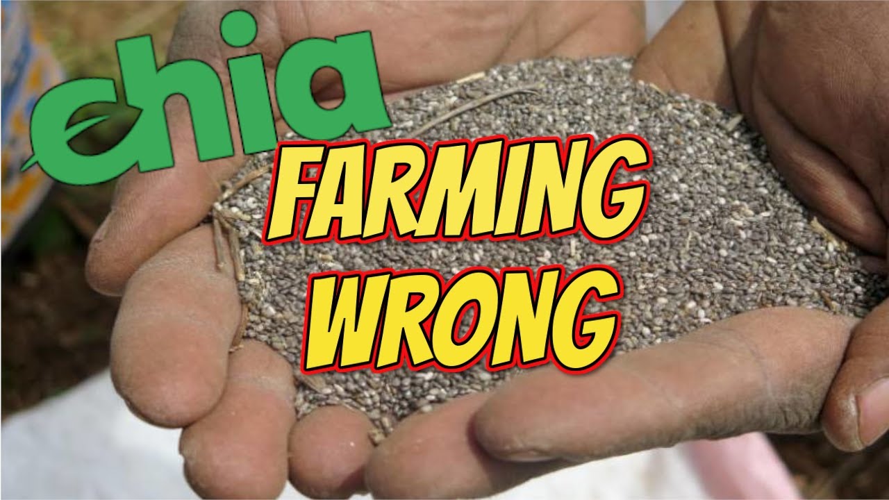 Chia Farmers doing it all wrong - YouTube
