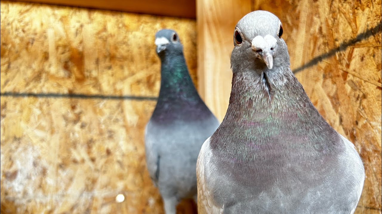 Breeding Day 4 - Daily Routine - YouTube