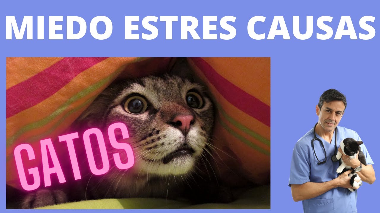 MIEDO ANSIEDAD Y ESTRES EN GATOS - YouTube