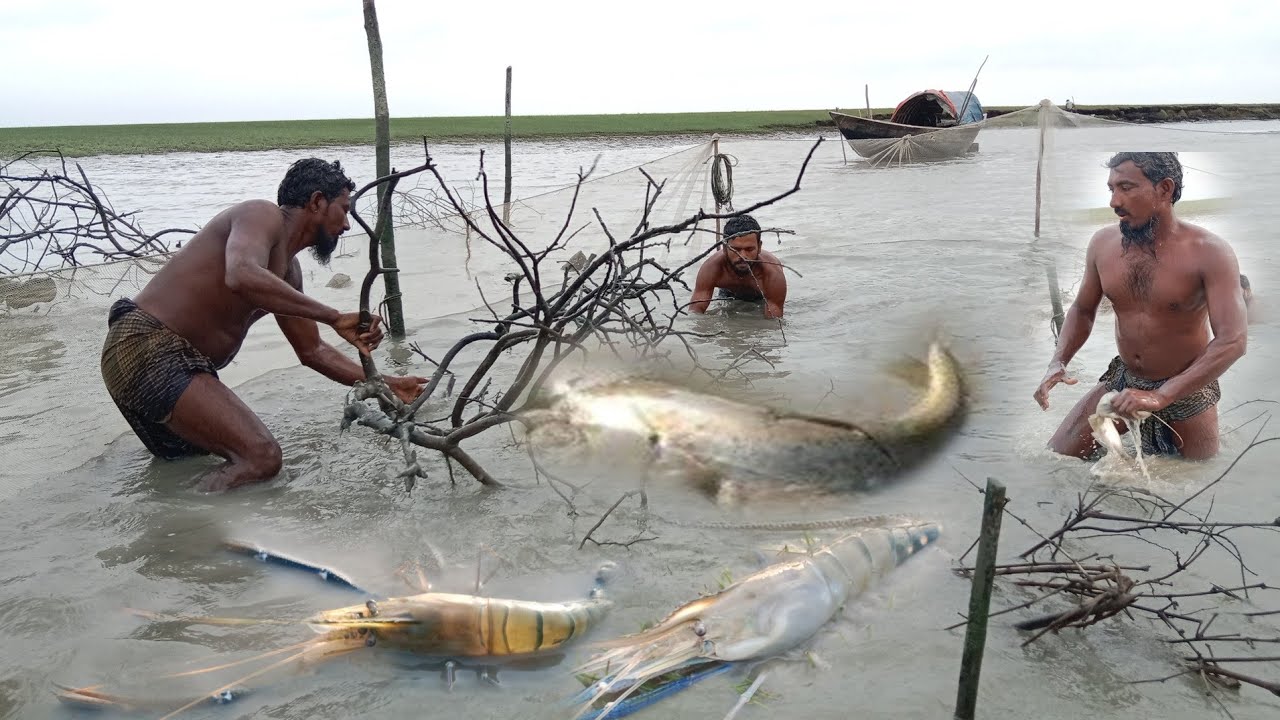 Unique Fishing Technique in River।। jungle Fishing।। Big Boiled Fishing ...