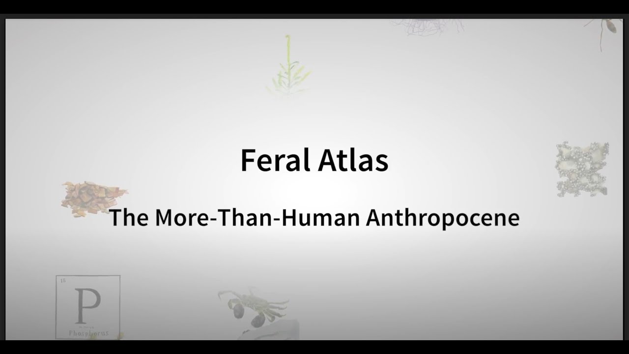 Feral Atlas: The More-Than-Human Anthropocene - YouTube