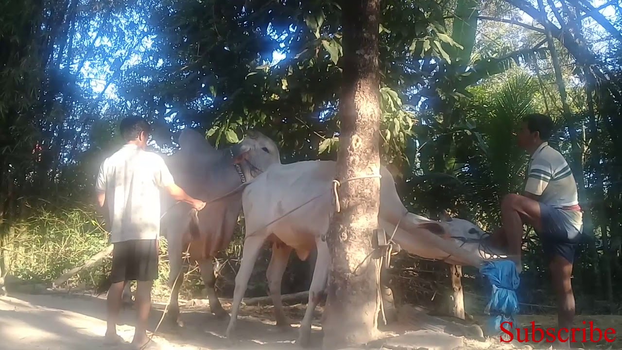 Wow! Amazing Man Breed Cow How to breds cows how to breds cows in ...