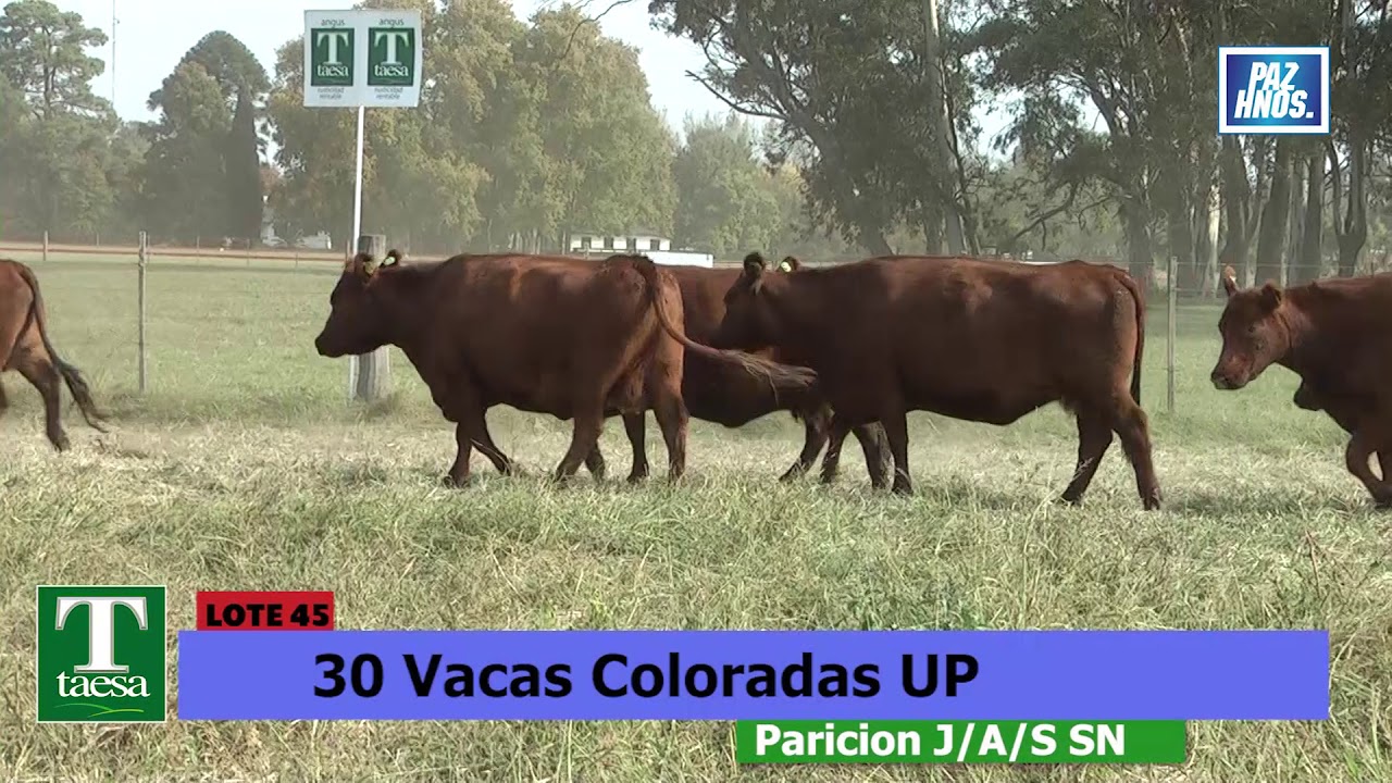 Lote 45 | 30 Vacas Coloradas UP Parición J/A/S SN - YouTube