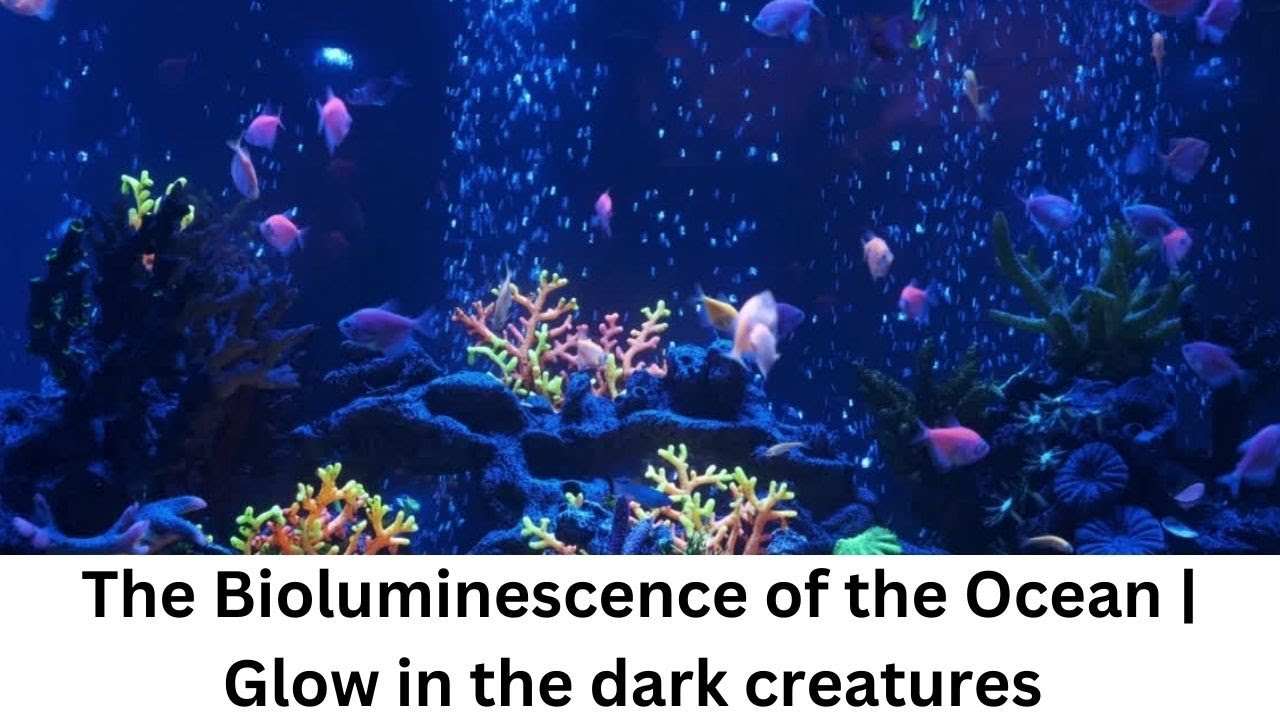 The Bioluminescence of the Ocean | Glow in the dark creatures - YouTube