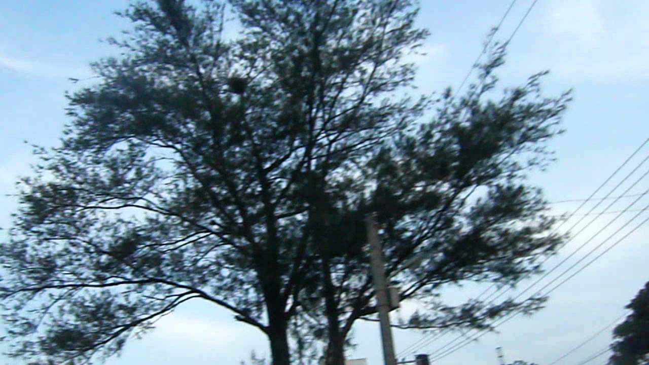 Hsin Chu Tree Grass GEDC0172 - YouTube