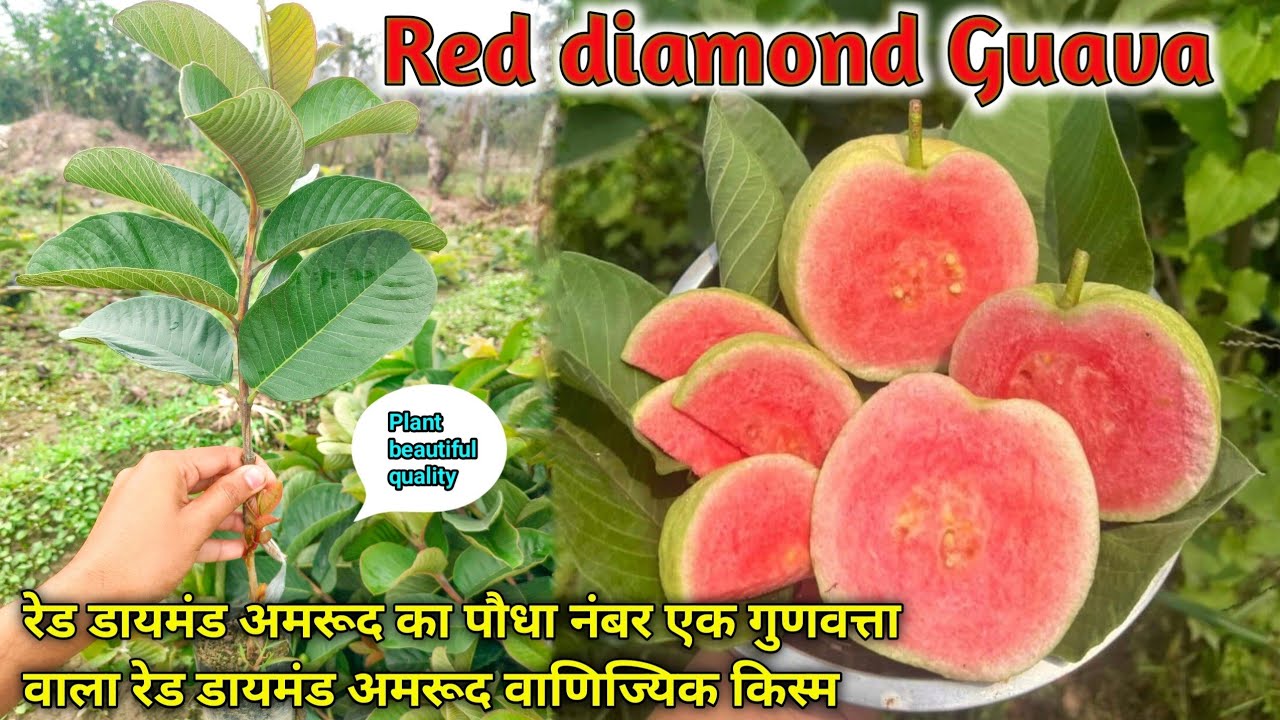 (Red Diamond Guava) commercial variety)(Plant) (All over India supply ...