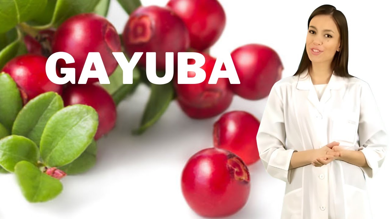 Guía GAYUBA planta medicinal, gayuba para qué sirve y cómo tomar gayuba ...