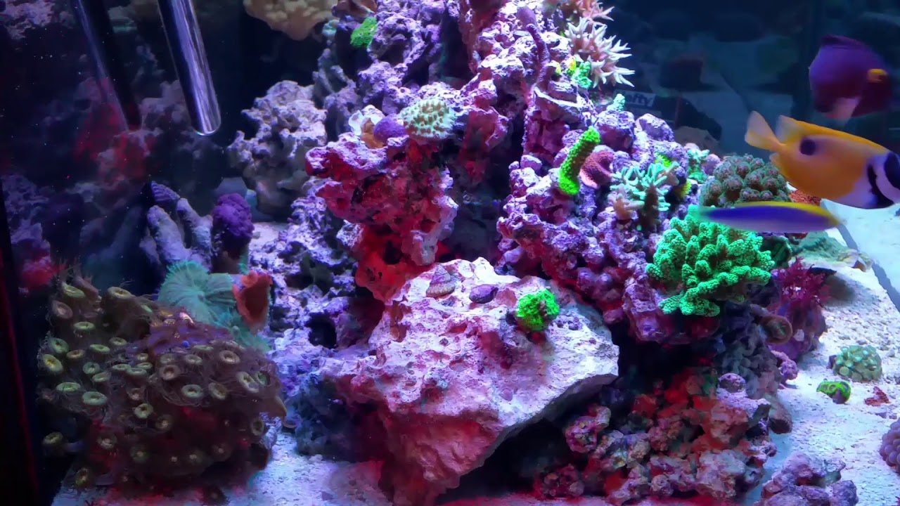 100 gallon Mixed Reef Update December 2017 - YouTube