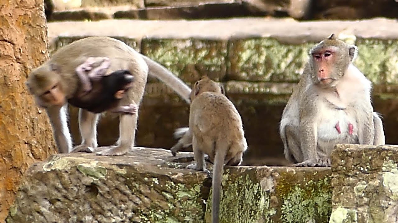 Momma Jane unhappy with young Button monkey, Jazzy too her mother - YouTube