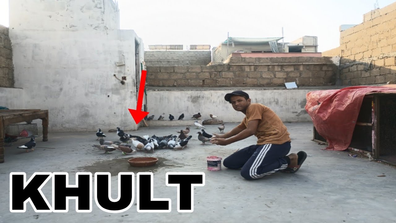 ALHUMDULLILLAH🥰 2 DIN ME KABUTARO KI KHULT KRDI😮 - YouTube