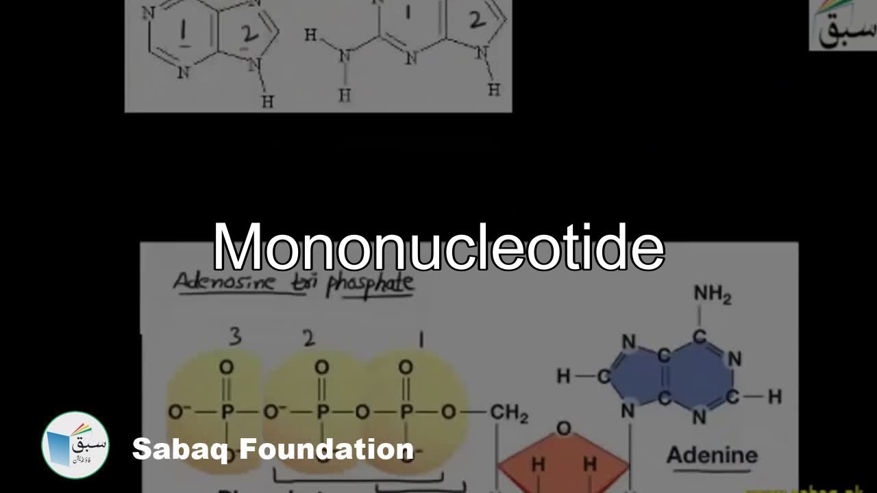Mononucleotide, Biology Lecture | Sabaq.pk - YouTube