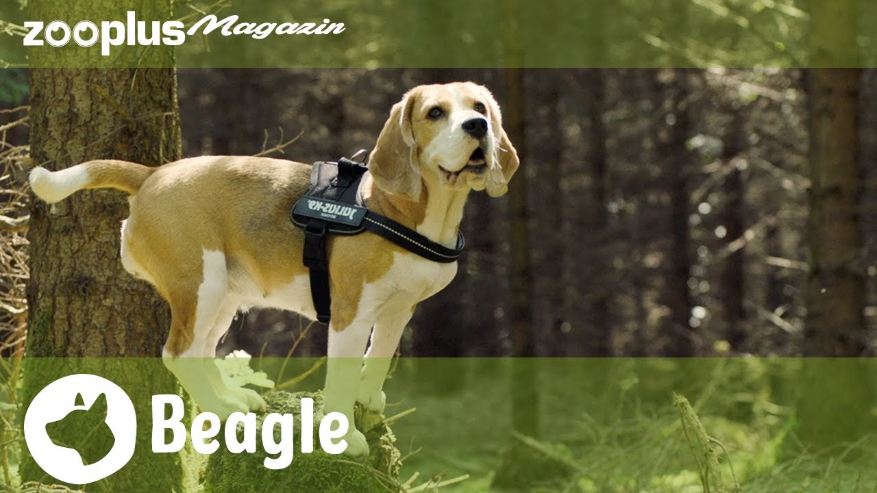 Der Beagle: Alles über den selbstbewussten Jagdhund - YouTube
