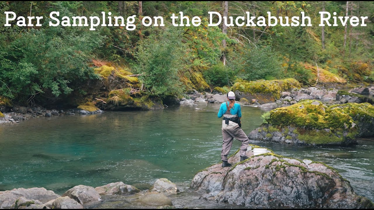 Parr Sampling on the Duckabush River - YouTube