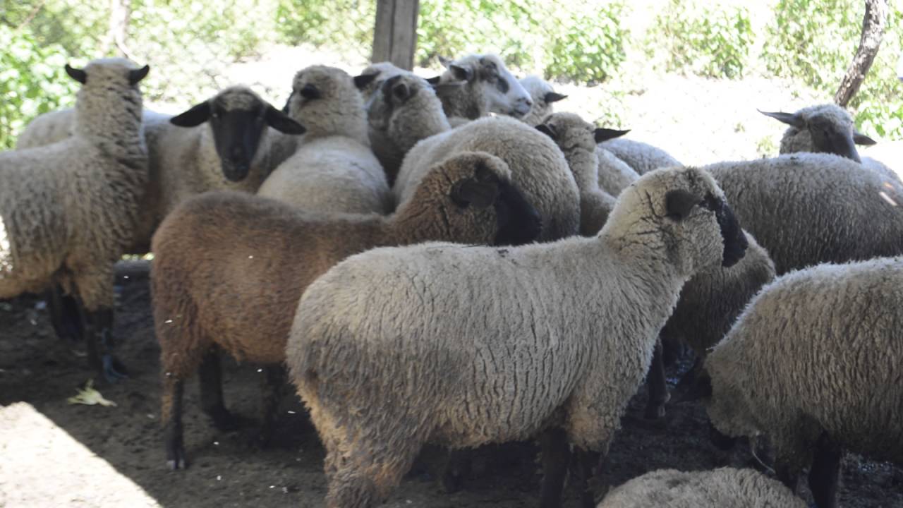 Crianza de borregos para barbacoa en Hidalgo, Mexico - YouTube