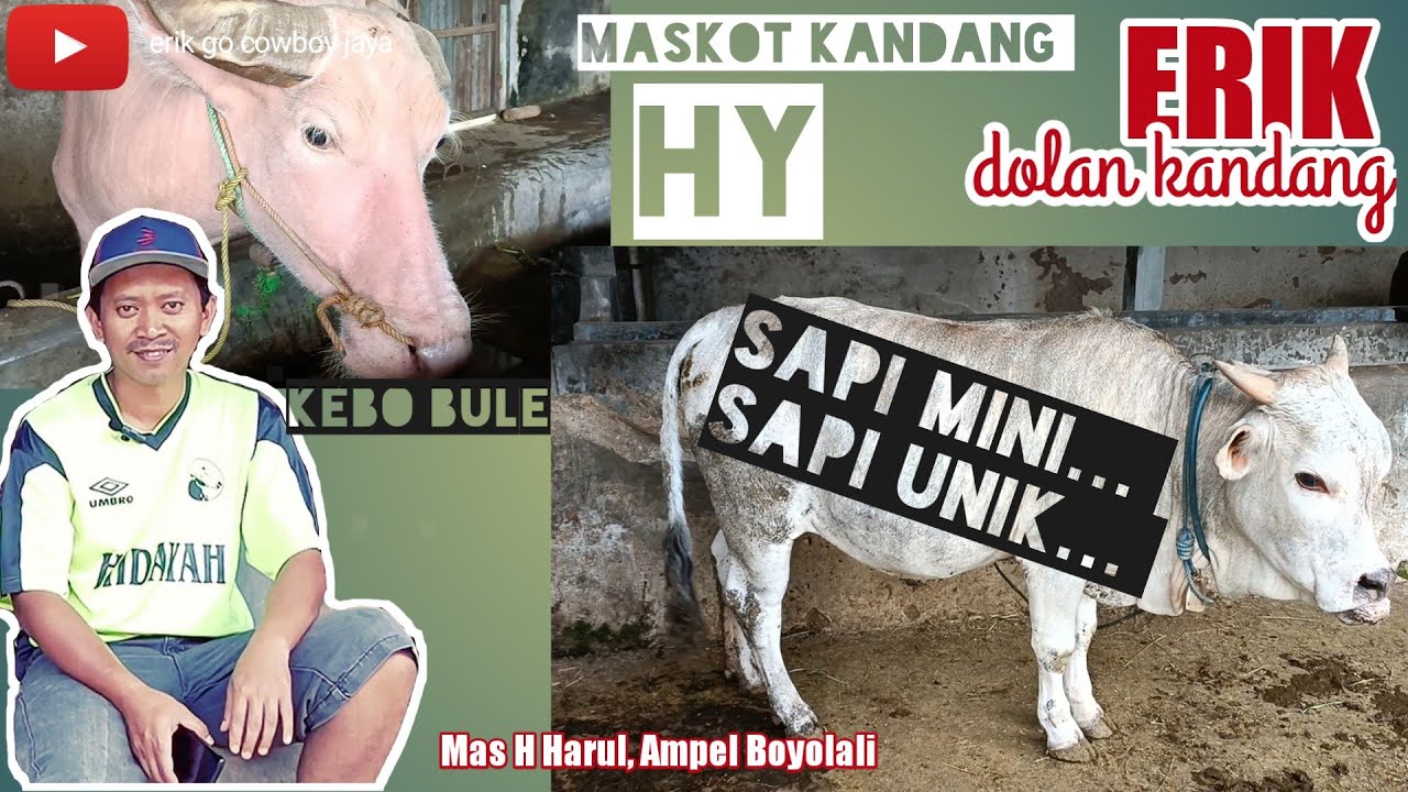 SAPI MINI‼️SAPI UNIK‼️SAPI LUCU. Maskot Kandang HY. Mas H Harul Ampel ...