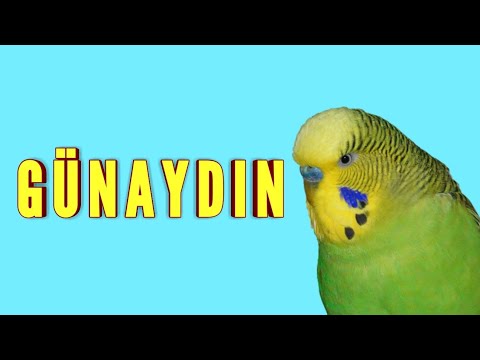 Muhabbet Kuşu Konuşturm Ses Kaydı GÜNAYDIN Sesi