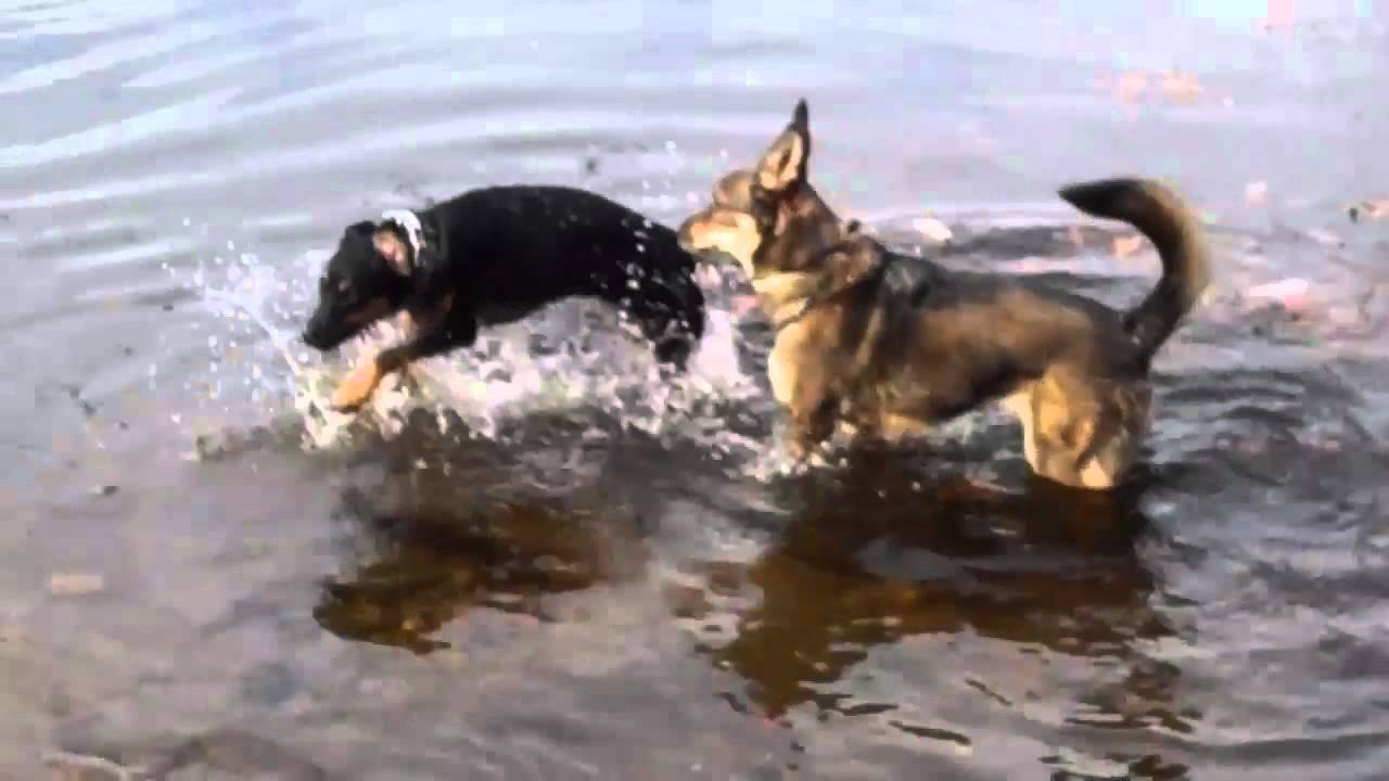 Rottweiler mix vs Husky mix - YouTube