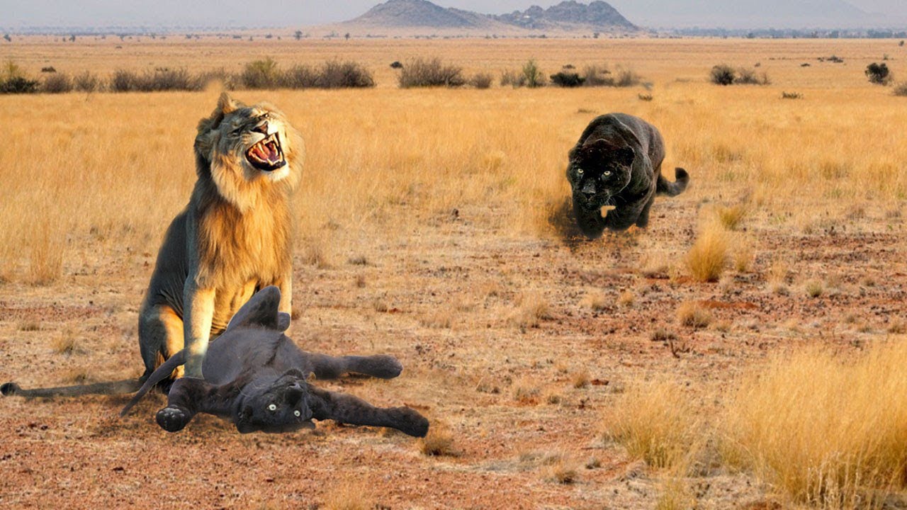 Evil Leopard Kidnap Lion Baby And The Price Pay! Wild Animals ...