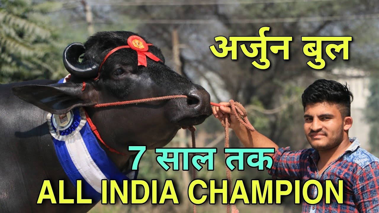 अर्जुन बुल कुंगड़ ऑल इंडिया चैंपियन बुल, Arjun Bull kungad All India ...