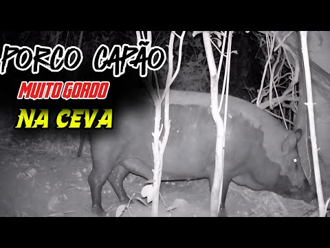 Porco capão na ceva do javali. 15 de setembro de 2026