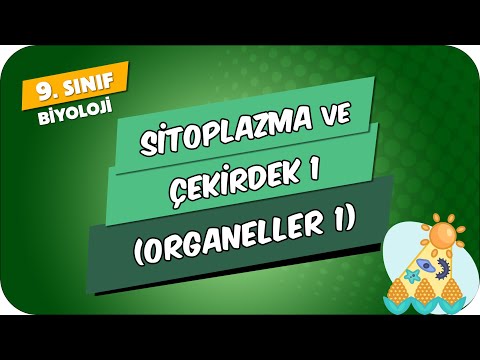 Sitoplazma ve Çekirdek - 1 (Organeller - 1) | 9.Sınıf Biyoloji #2024